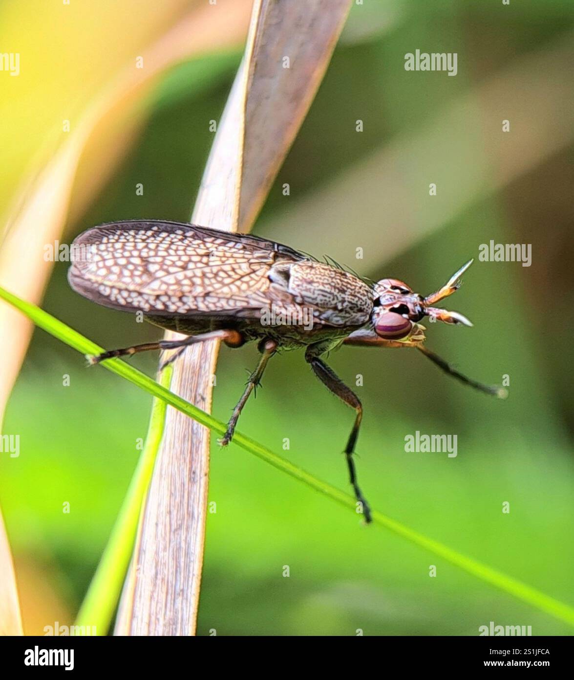 Sieve-winged Snailkiller (Coremacera marginata Stock Photo - Alamy