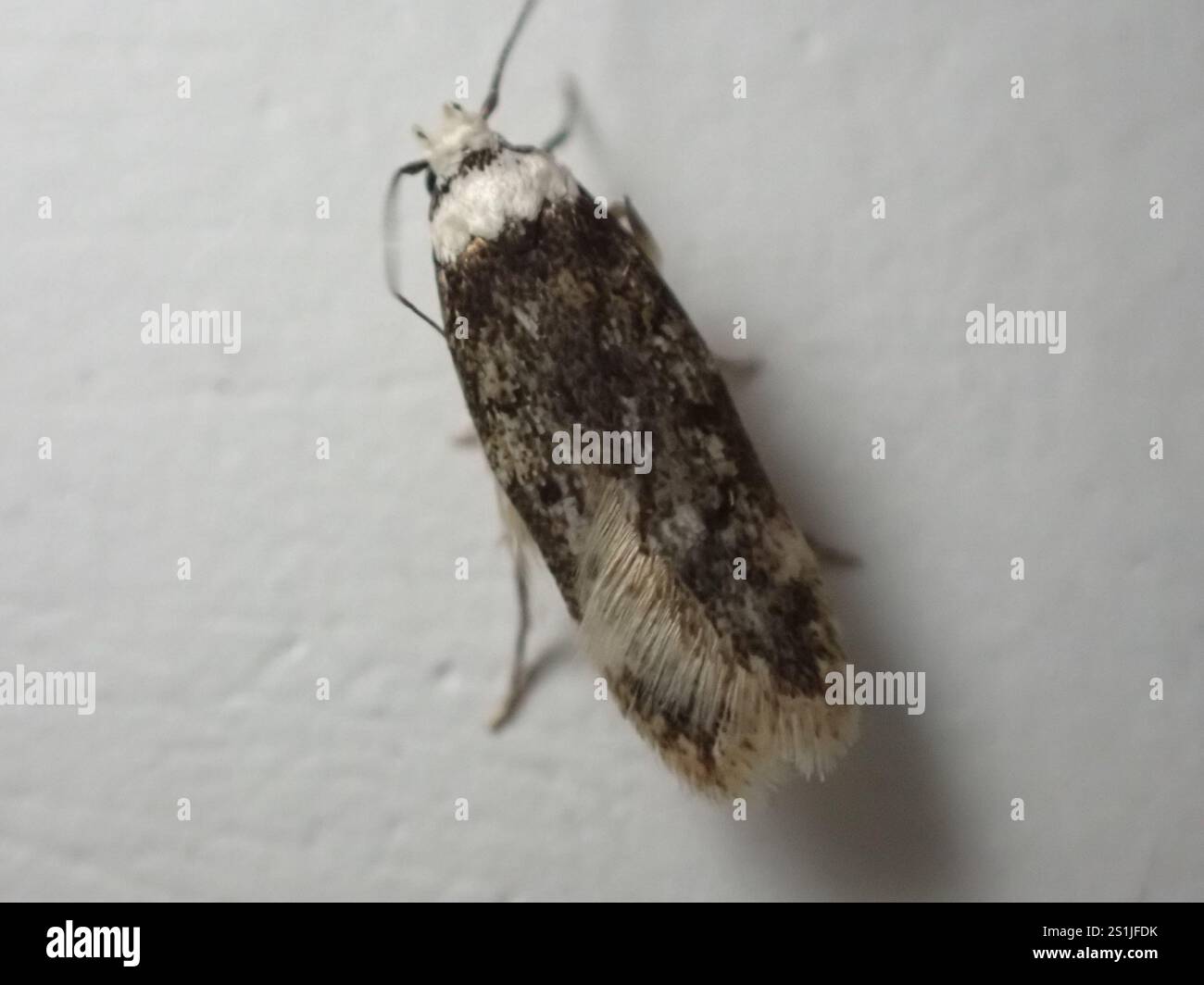 White-shouldered House Moth (Endrosis sarcitrella Stock Photo - Alamy