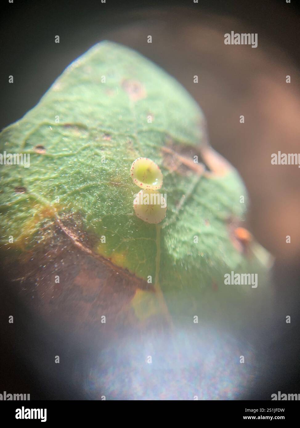 Disc Gall Wasp (Feron parmula Stock Photo - Alamy