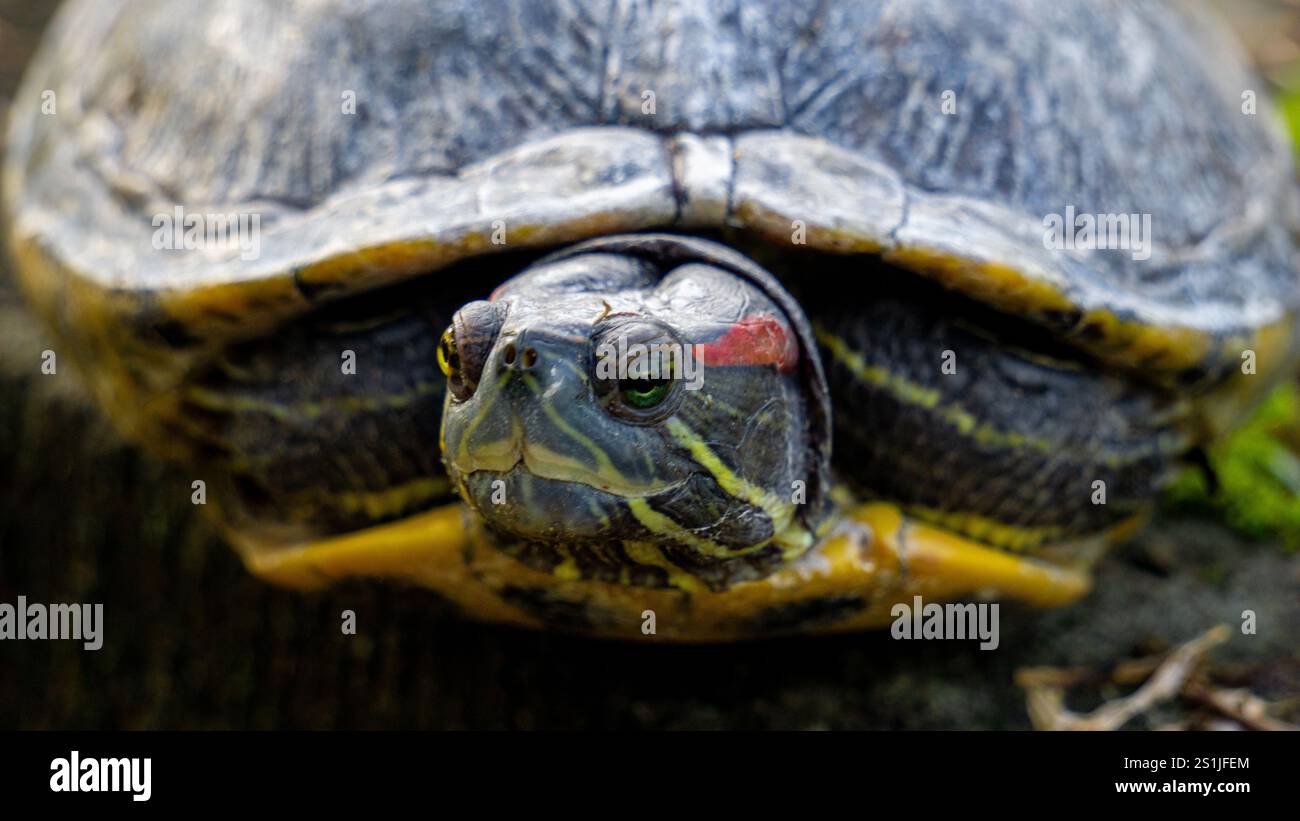 Red-eared slider (red-eared terrapin, Trachemys scripta elegans ...