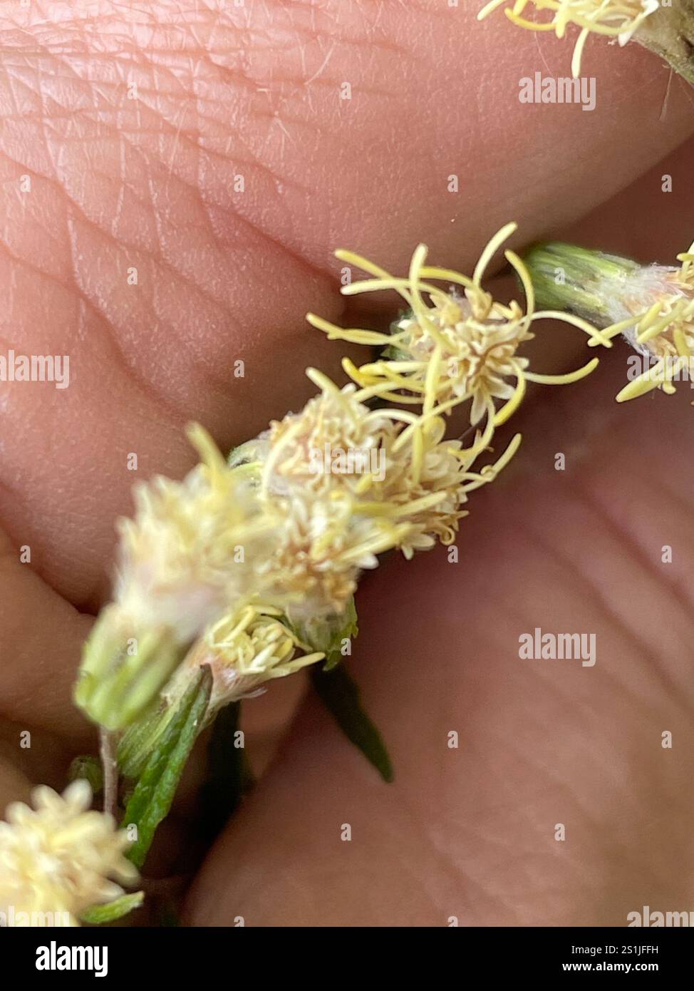 False Boneset (Brickellia eupatorioides Stock Photo - Alamy