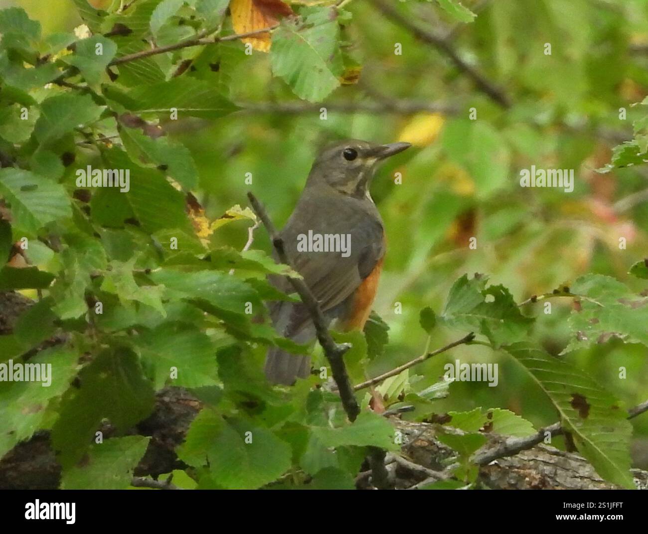 Grey-backed Thrush (Turdus hortulorum Stock Photo - Alamy