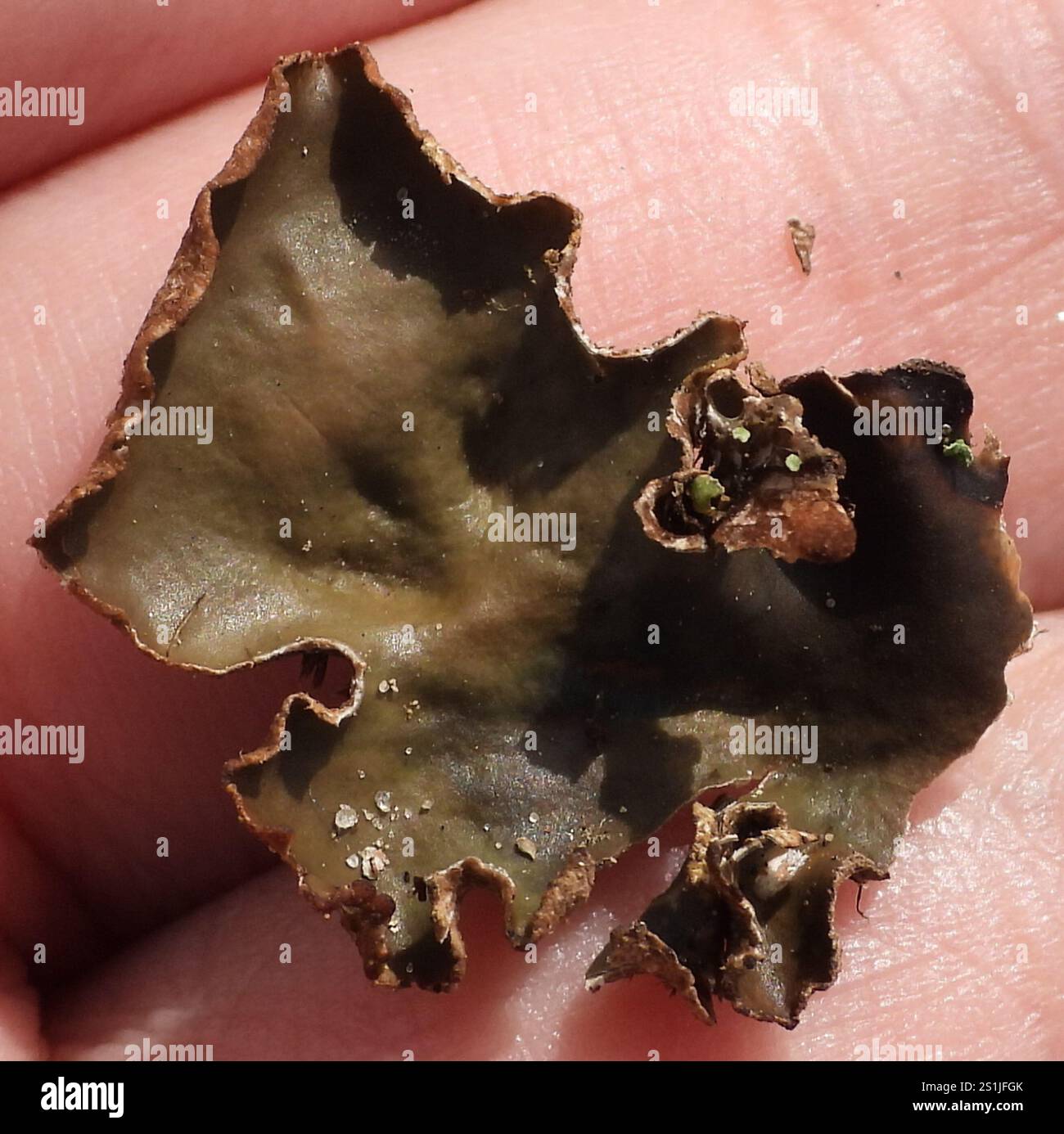 many-fruited pelt lichen (Peltigera polydactylon Stock Photo - Alamy