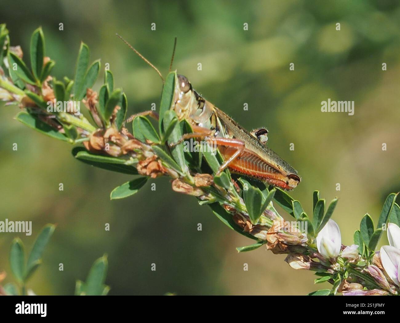 Red-legged Grasshopper (Melanoplus femurrubrum Stock Photo - Alamy
