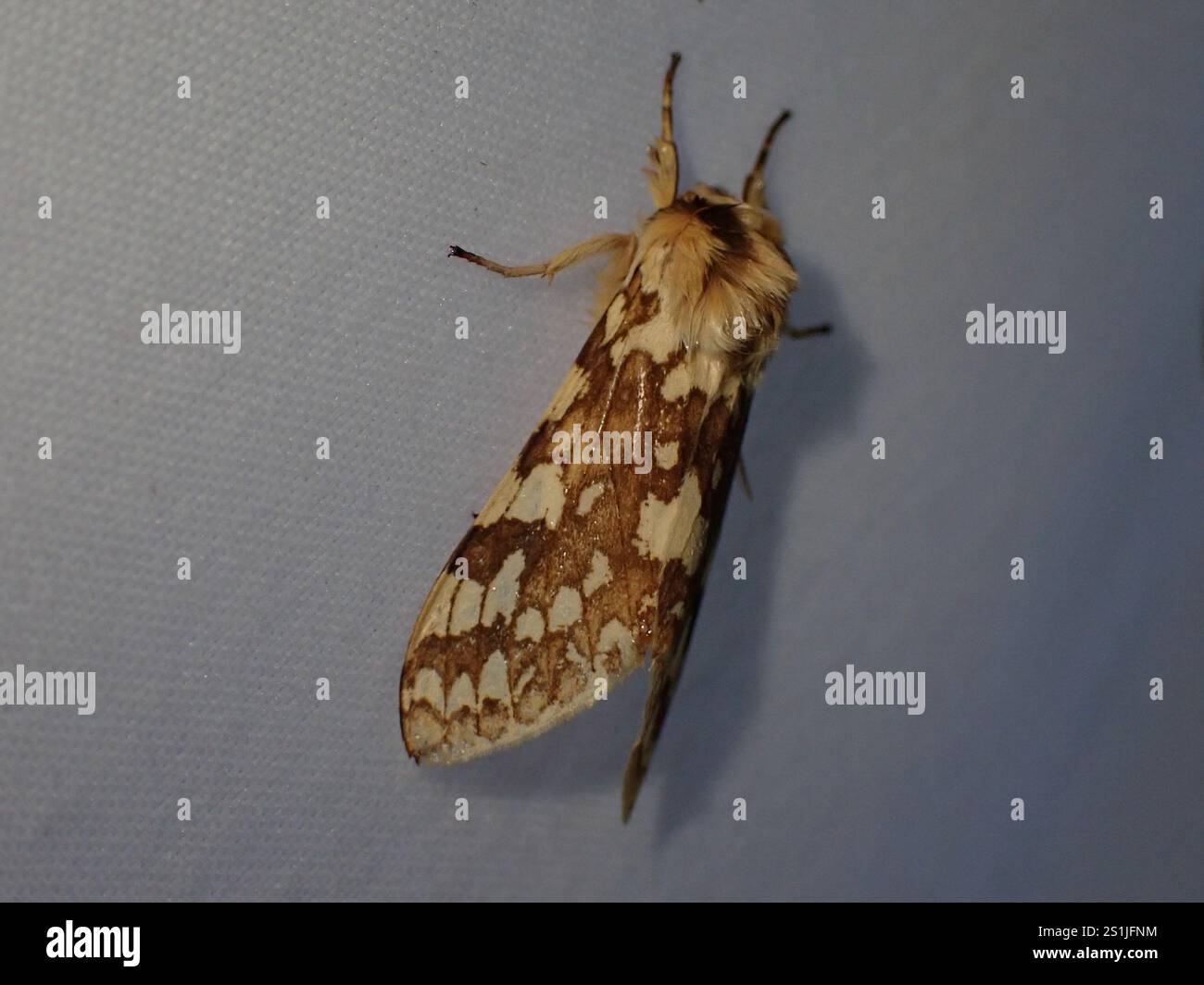 Spotted Tussock Moth (Lophocampa maculata Stock Photo - Alamy
