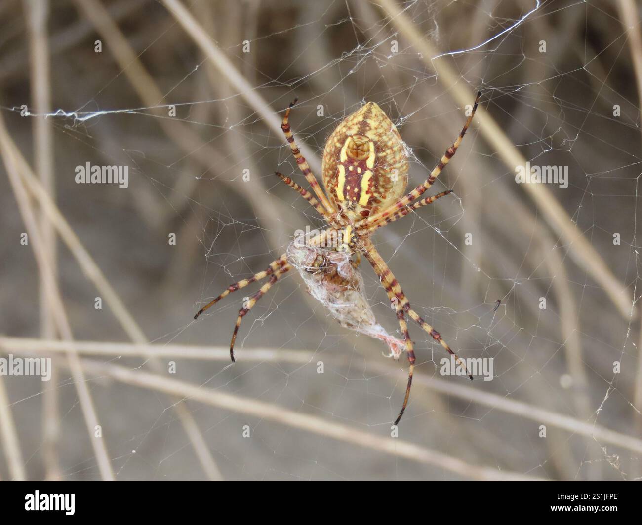 Banded Garden Spider (Argiope trifasciata Stock Photo - Alamy