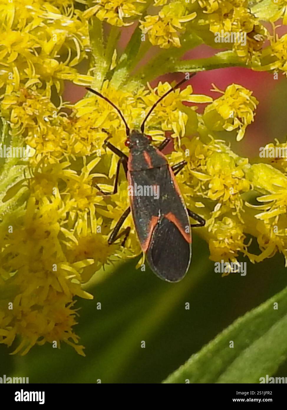 Eastern Boxelder Bug (Boisea trivittata Stock Photo - Alamy