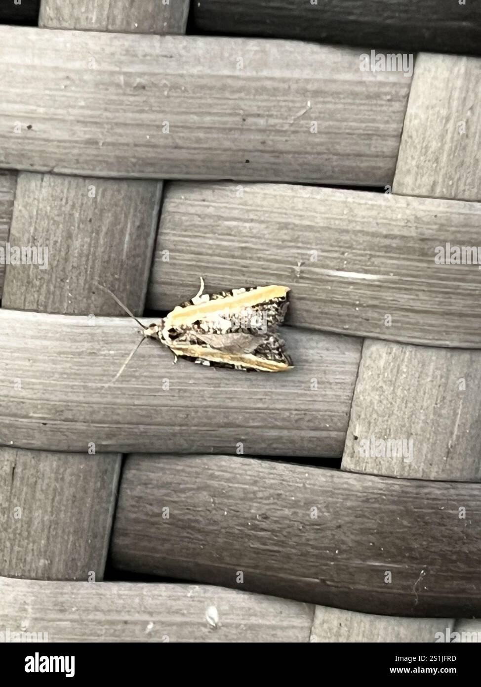 Eastern Black-headed Budworm Moth (Acleris variana Stock Photo - Alamy