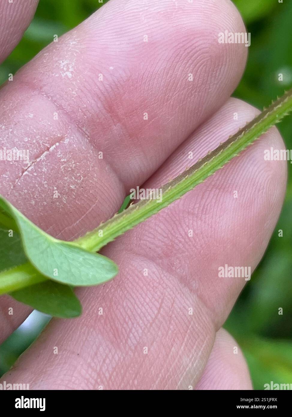 arrow-leaved tearthumb (Persicaria sagittata Stock Photo - Alamy