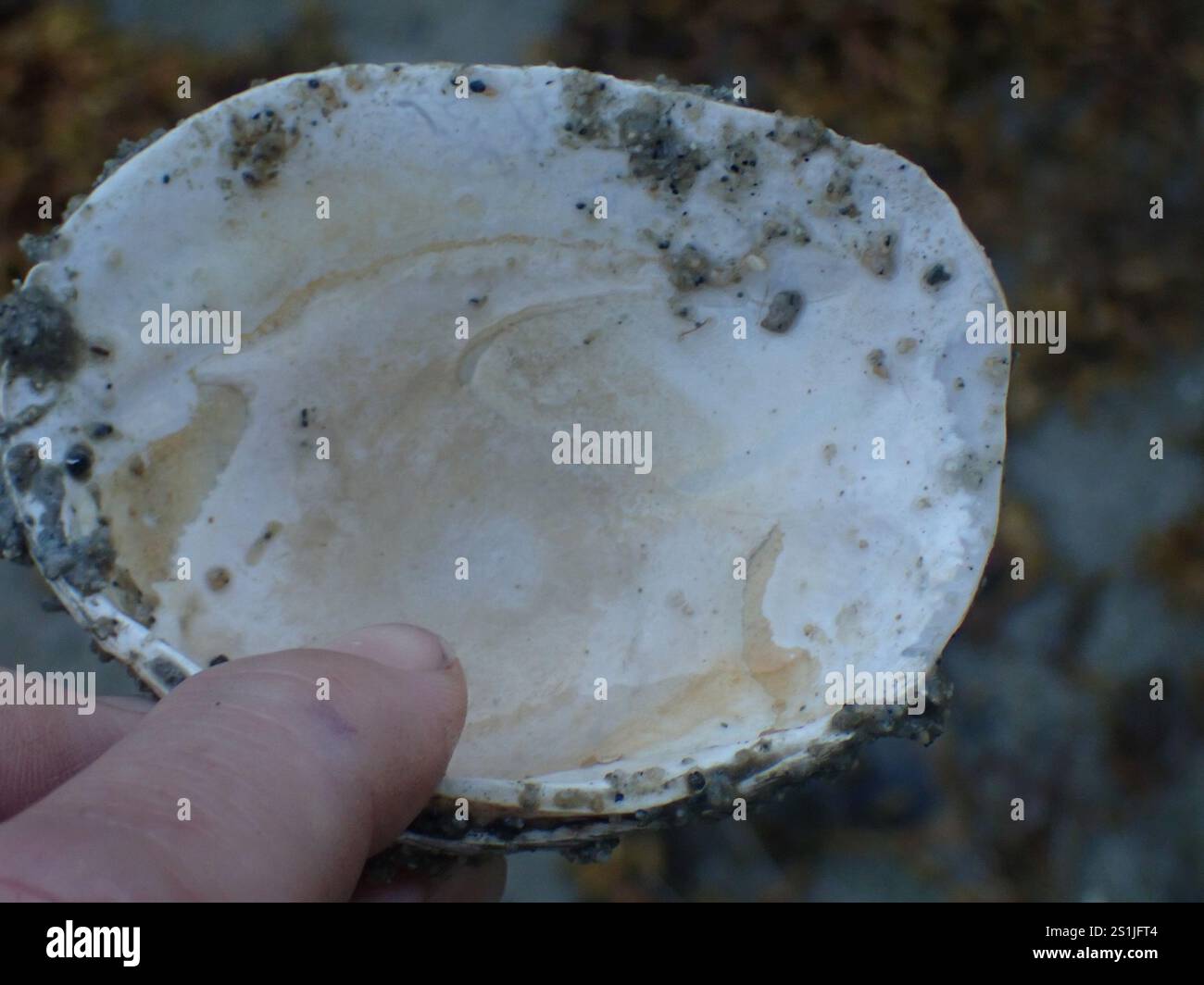 Butter Clam (Saxidomus gigantea Stock Photo - Alamy