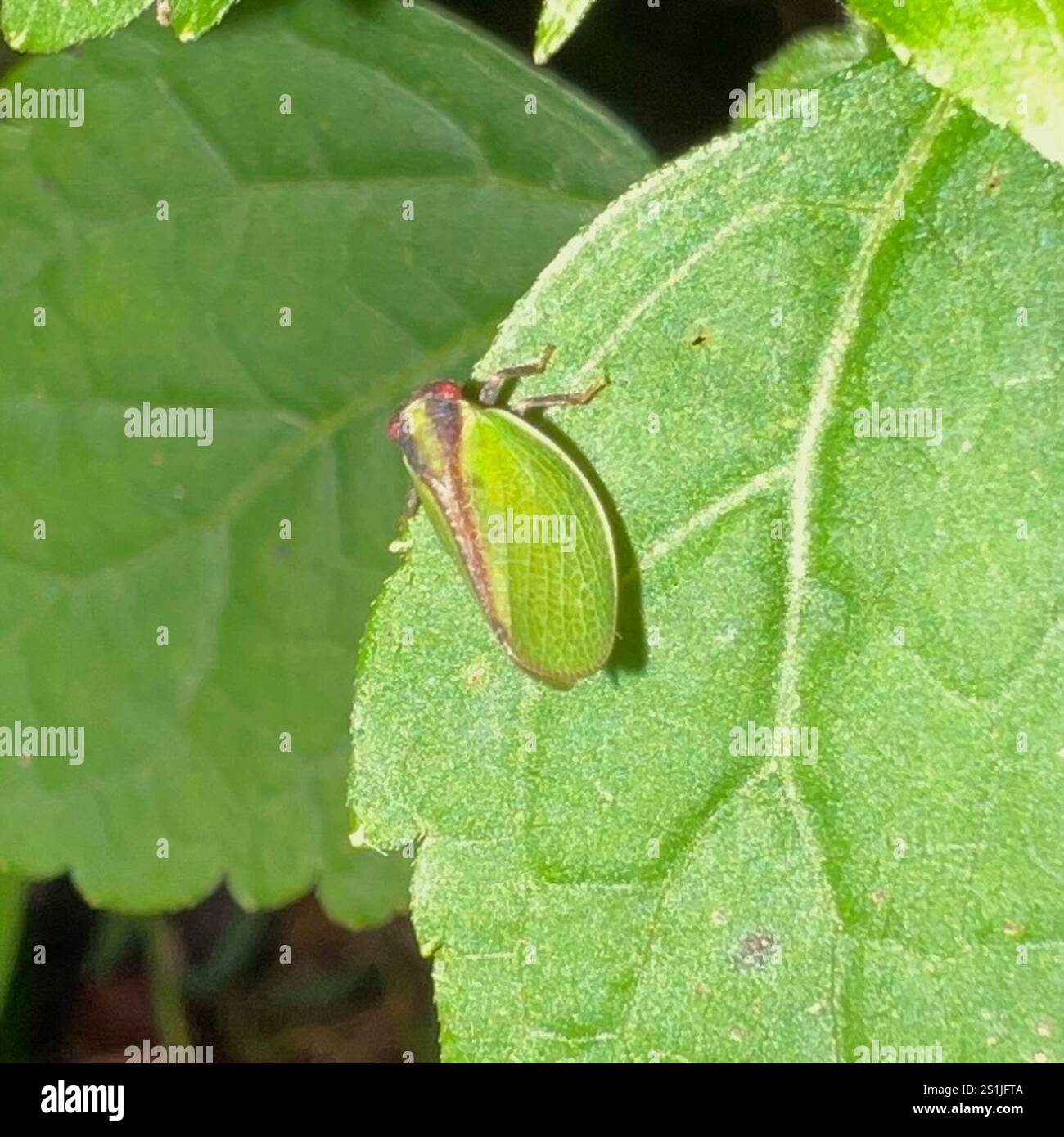 Two-striped Planthopper (Acanalonia bivittata Stock Photo - Alamy