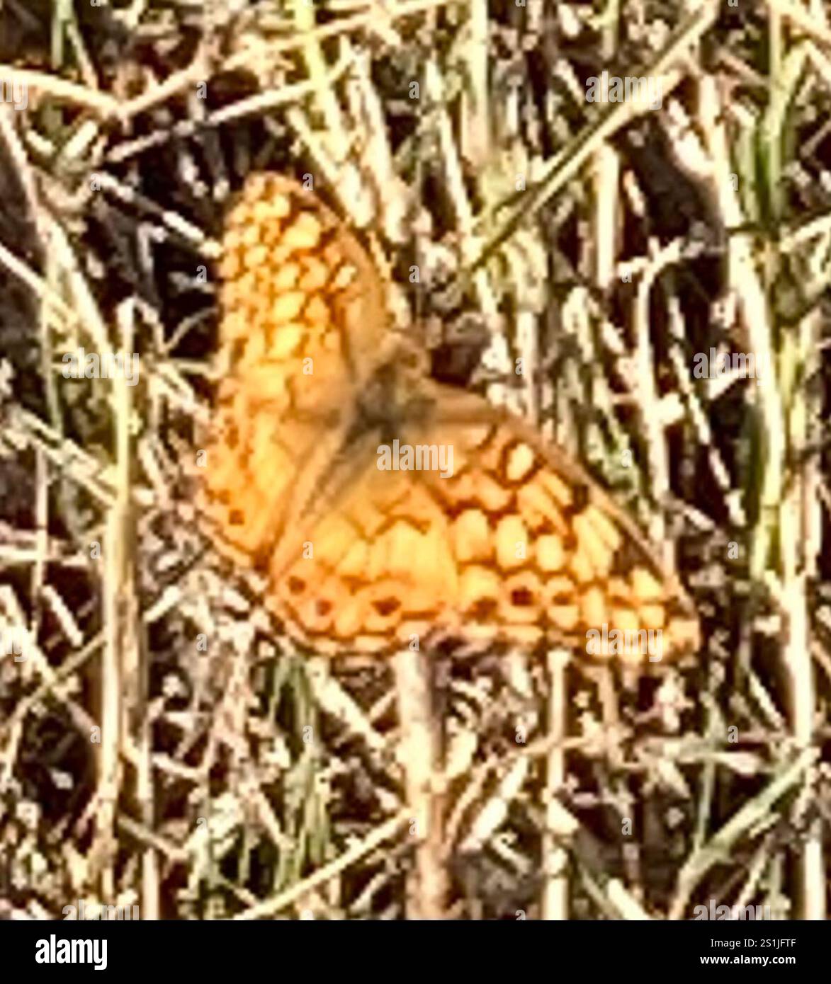 Variegated Fritillary (Euptoieta claudia Stock Photo - Alamy