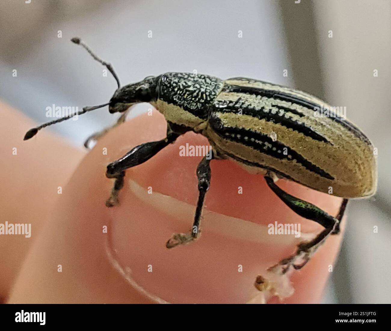 Diaprepes Root Weevil (Diaprepes abbreviatus Stock Photo - Alamy