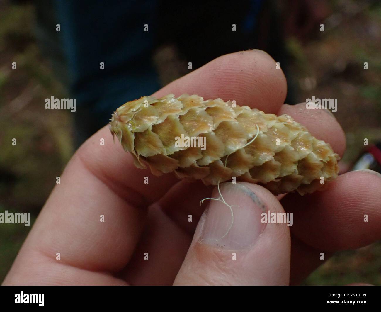 Sitka spruce (Picea sitchensis Stock Photo - Alamy