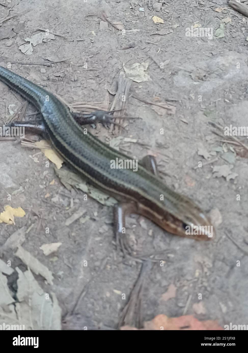 Toothy Skinks (Plestiodon Stock Photo - Alamy