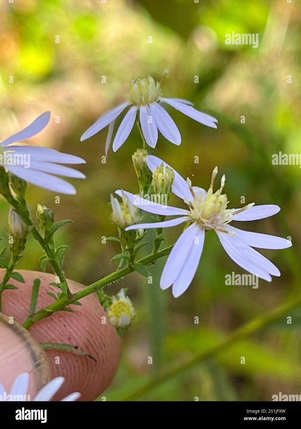 Common Blue Wood Aster (Symphyotrichum cordifolium Stock Photo - Alamy