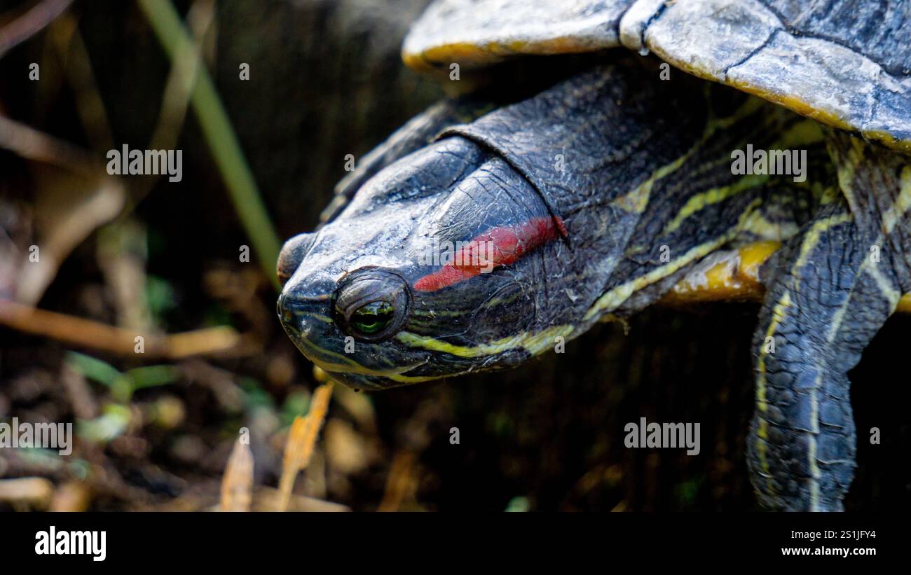 Red-eared slider (red-eared terrapin, Trachemys scripta elegans ...