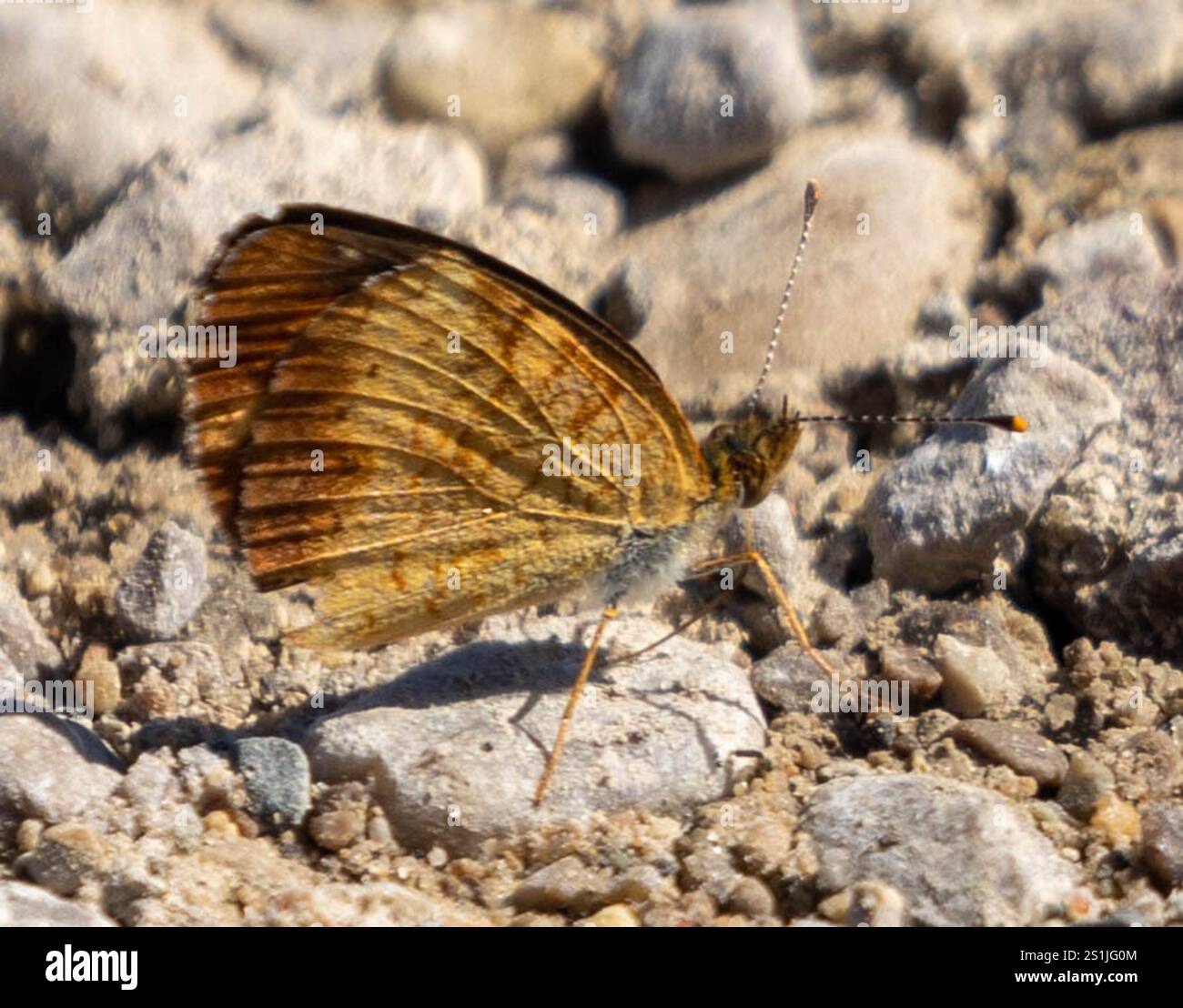 Northern Crescent (Phyciodes cocyta Stock Photo - Alamy