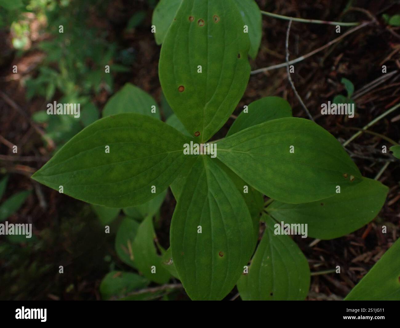 Western Bunchberry (Cornus unalaschkensis Stock Photo - Alamy