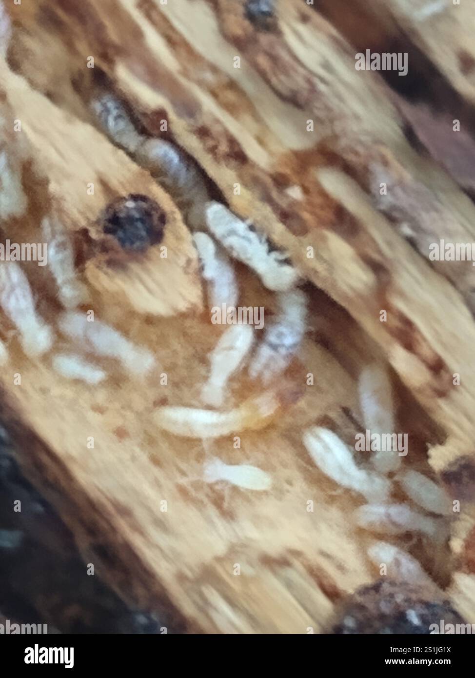 Eastern Subterranean Termite (Reticulitermes flavipes Stock Photo - Alamy
