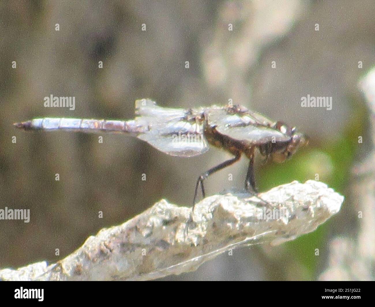 Twelve-spotted Skimmer (Libellula pulchella Stock Photo - Alamy