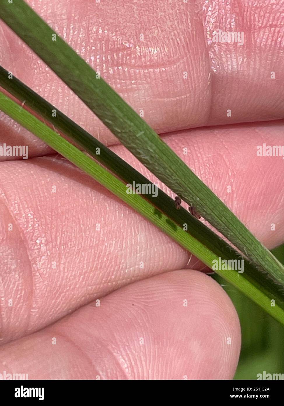 Florida paspalum (Paspalum floridanum Stock Photo - Alamy
