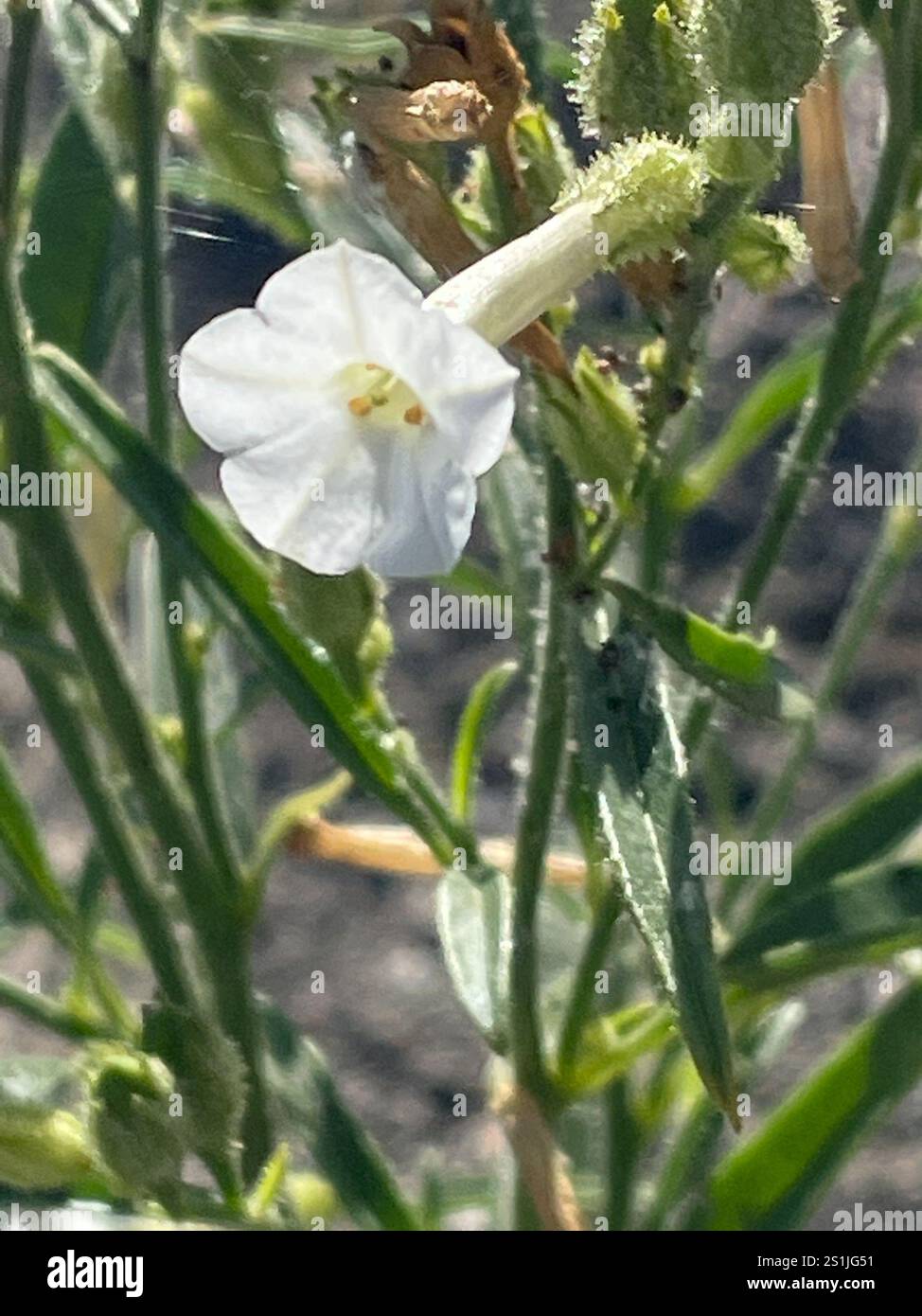 Coyote Tobacco (Nicotiana attenuata Stock Photo - Alamy