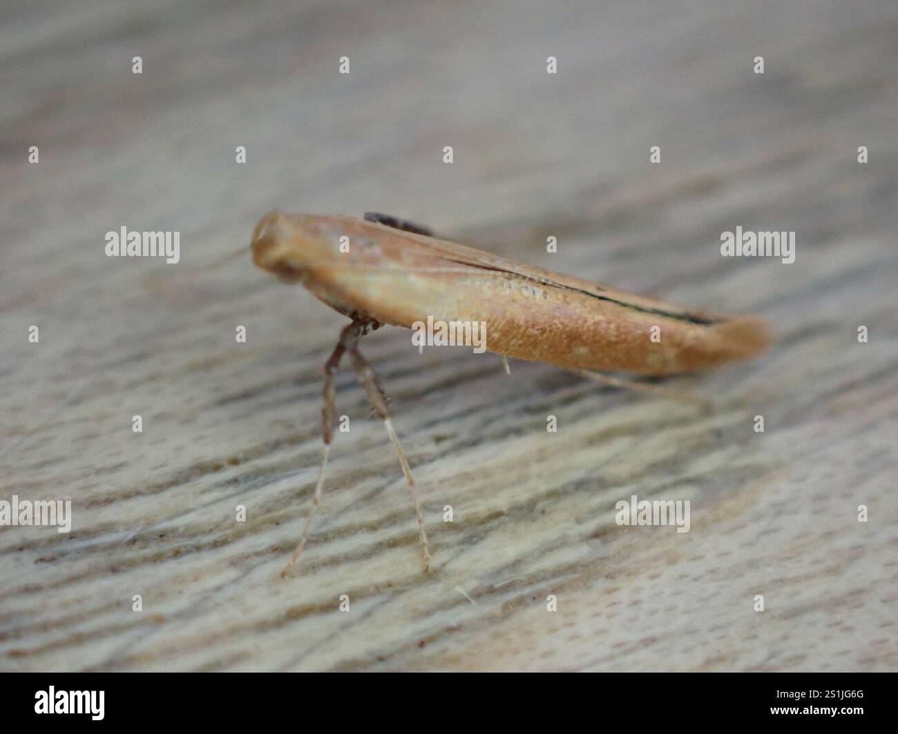 Willow Leafcone Caterpillar Moth (Caloptilia stigmatella Stock Photo ...