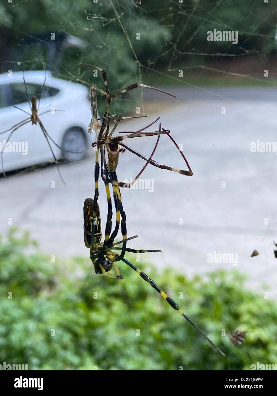 Joro Spider (Trichonephila clavata Stock Photo - Alamy