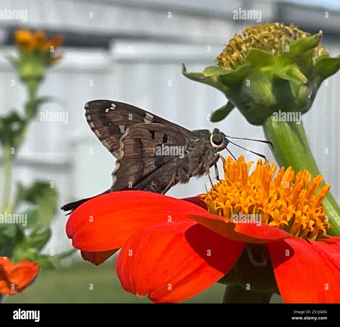 Long-tailed Skipper (Urbanus proteus Stock Photo - Alamy