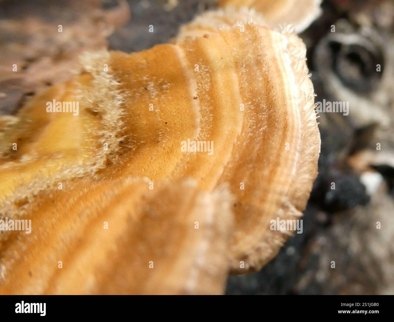 Gilled Polypore (Trametes betulina Stock Photo - Alamy