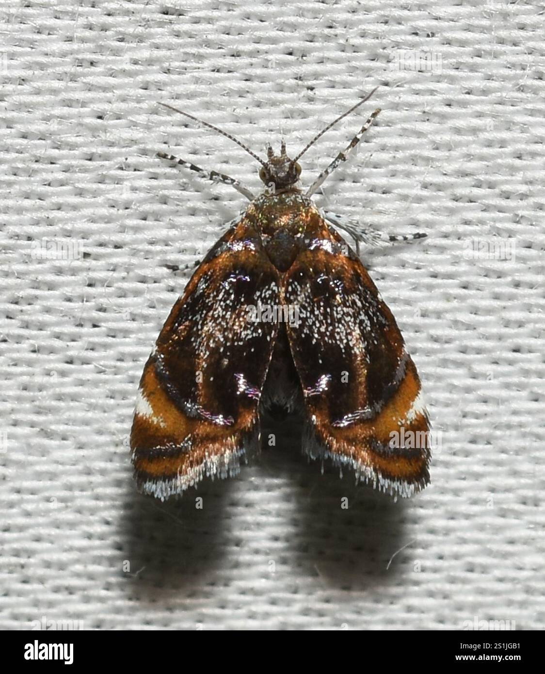 Skullcap Skeletonizer Moth (Prochoreutis inflatella Stock Photo - Alamy