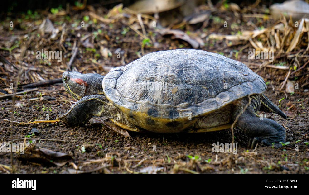 Red-eared slider (red-eared terrapin, Trachemys scripta elegans ...