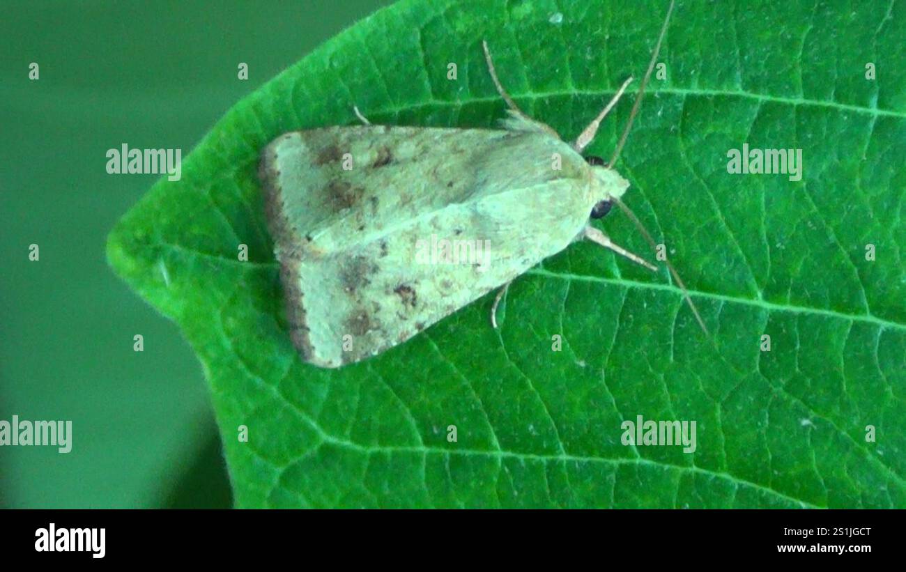 Cotton Bollworm Moth (Helicoverpa armigera Stock Photo - Alamy