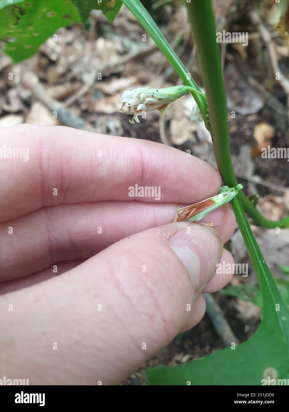 white rattlesnake root (Nabalus albus Stock Photo - Alamy