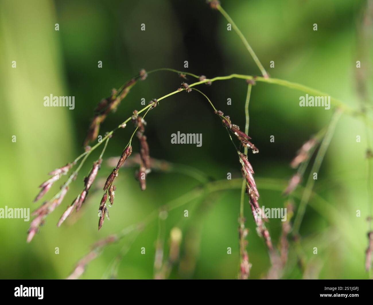 purpletop tridens (Tridens flavus Stock Photo - Alamy