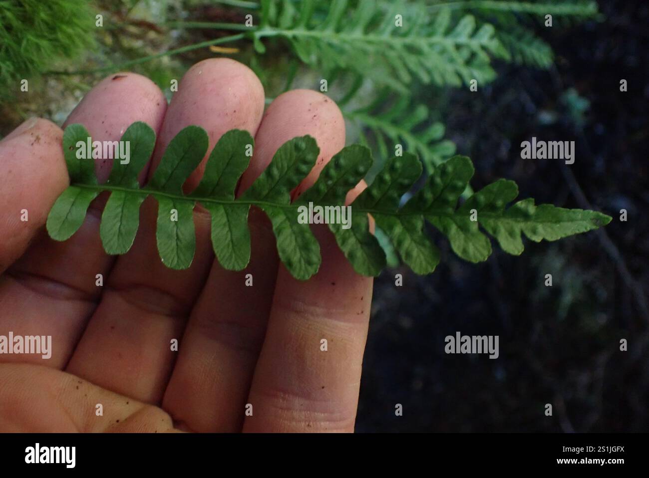 western polypody (Polypodium hesperium Stock Photo - Alamy