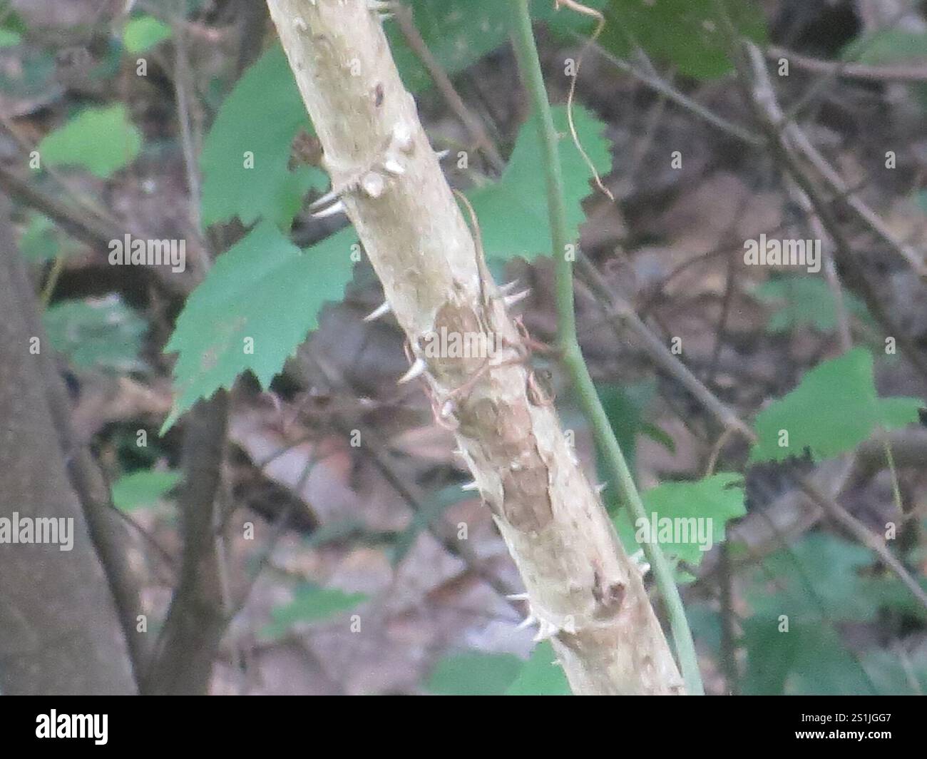 devil's walkingstick (Aralia spinosa Stock Photo - Alamy