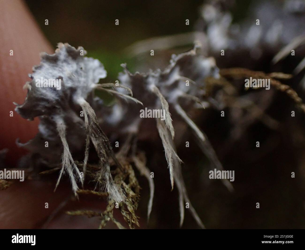 tree pelt lichen (Peltigera collina Stock Photo - Alamy