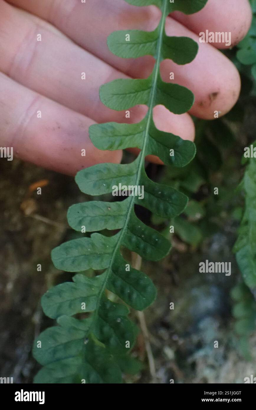 western polypody (Polypodium hesperium Stock Photo - Alamy
