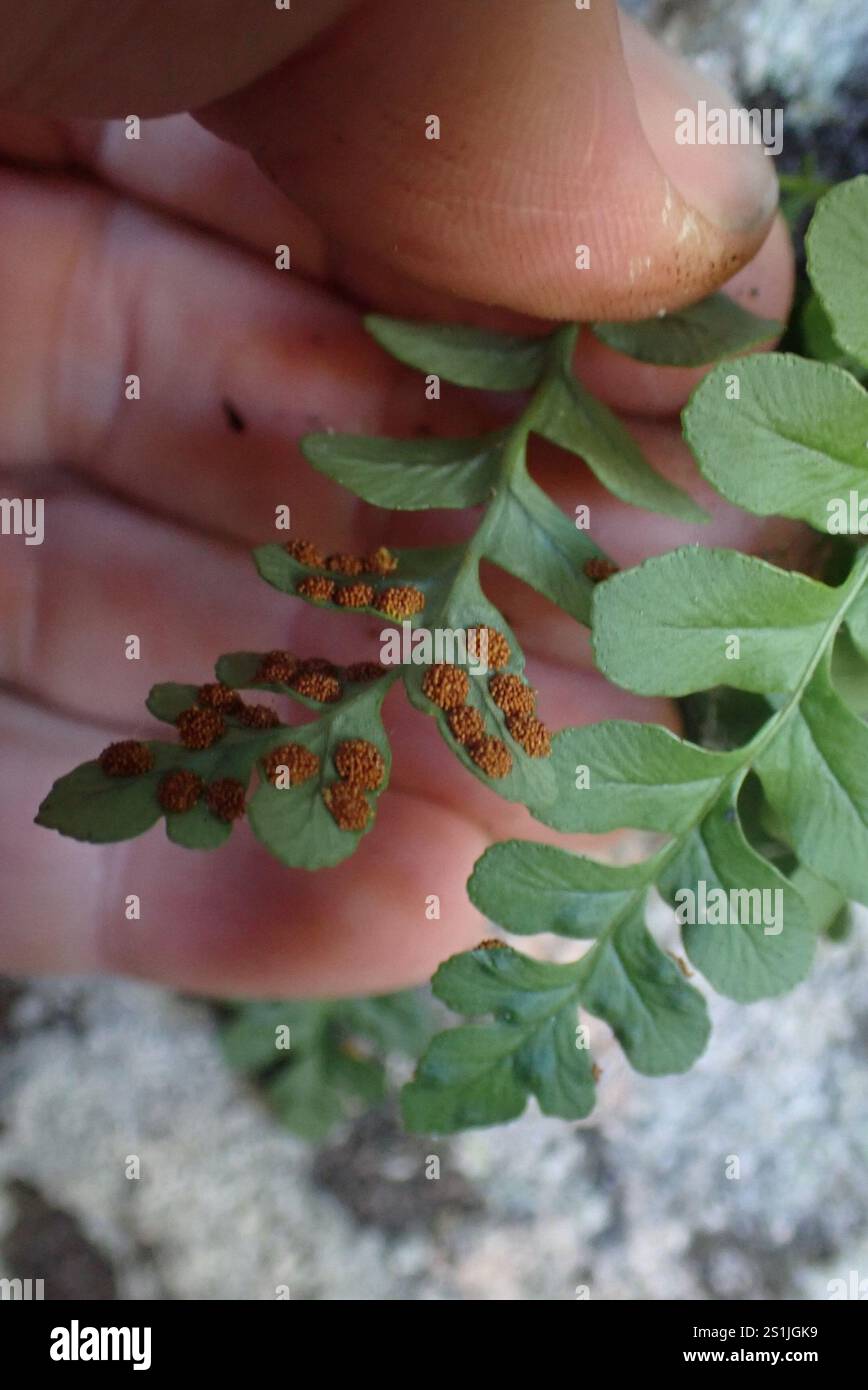 western polypody (Polypodium hesperium Stock Photo - Alamy