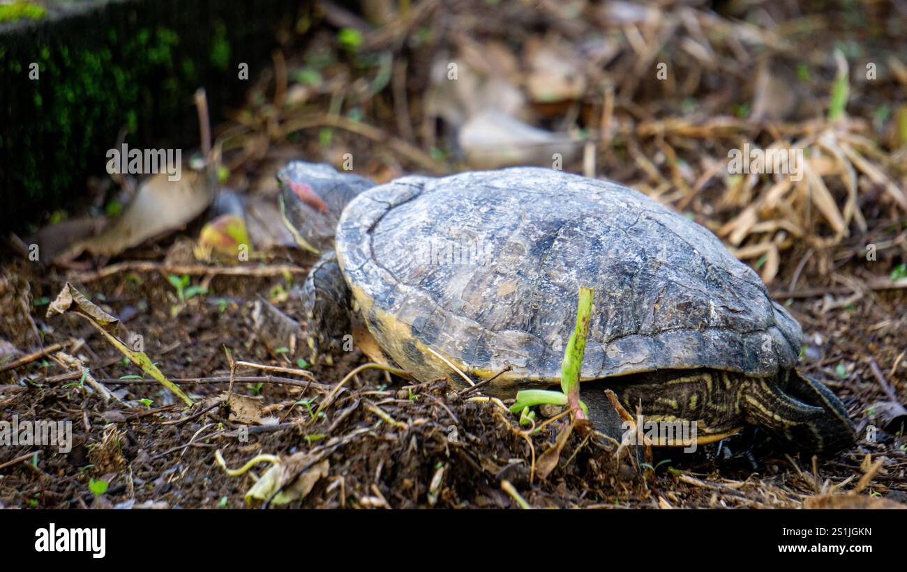 Red-eared slider (red-eared terrapin, Trachemys scripta elegans ...
