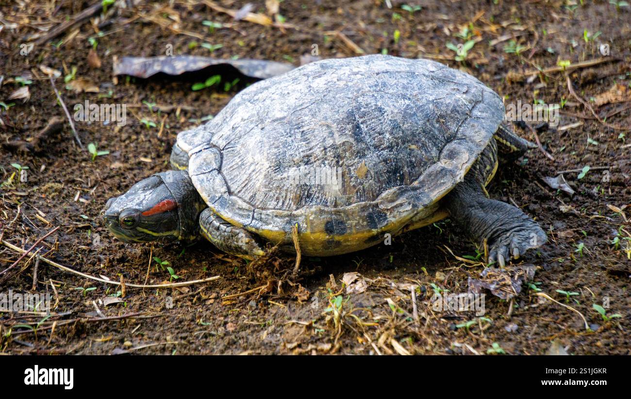 Red-eared slider (red-eared terrapin, Trachemys scripta elegans ...