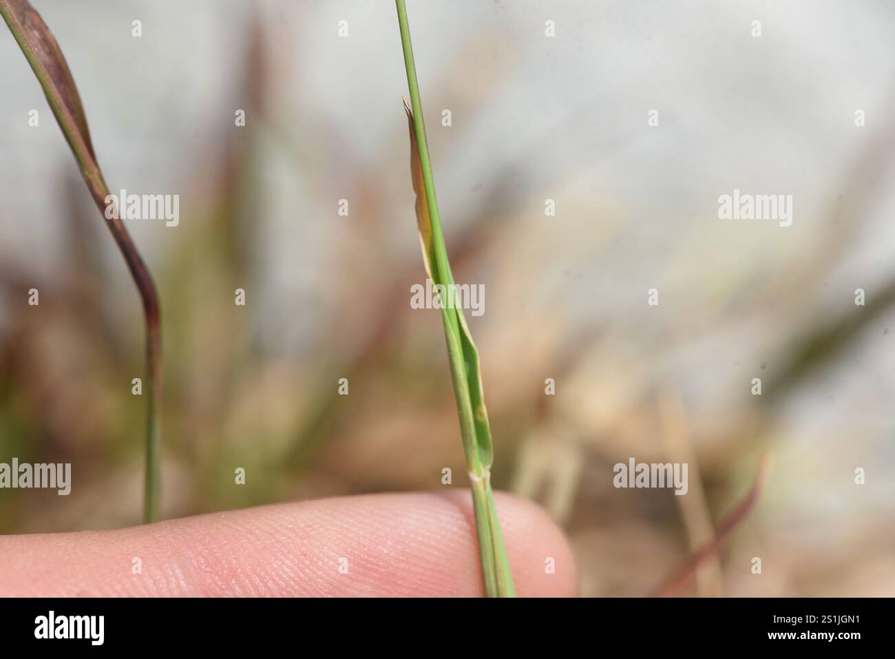 Alpine Timothy (Phleum alpinum Stock Photo - Alamy