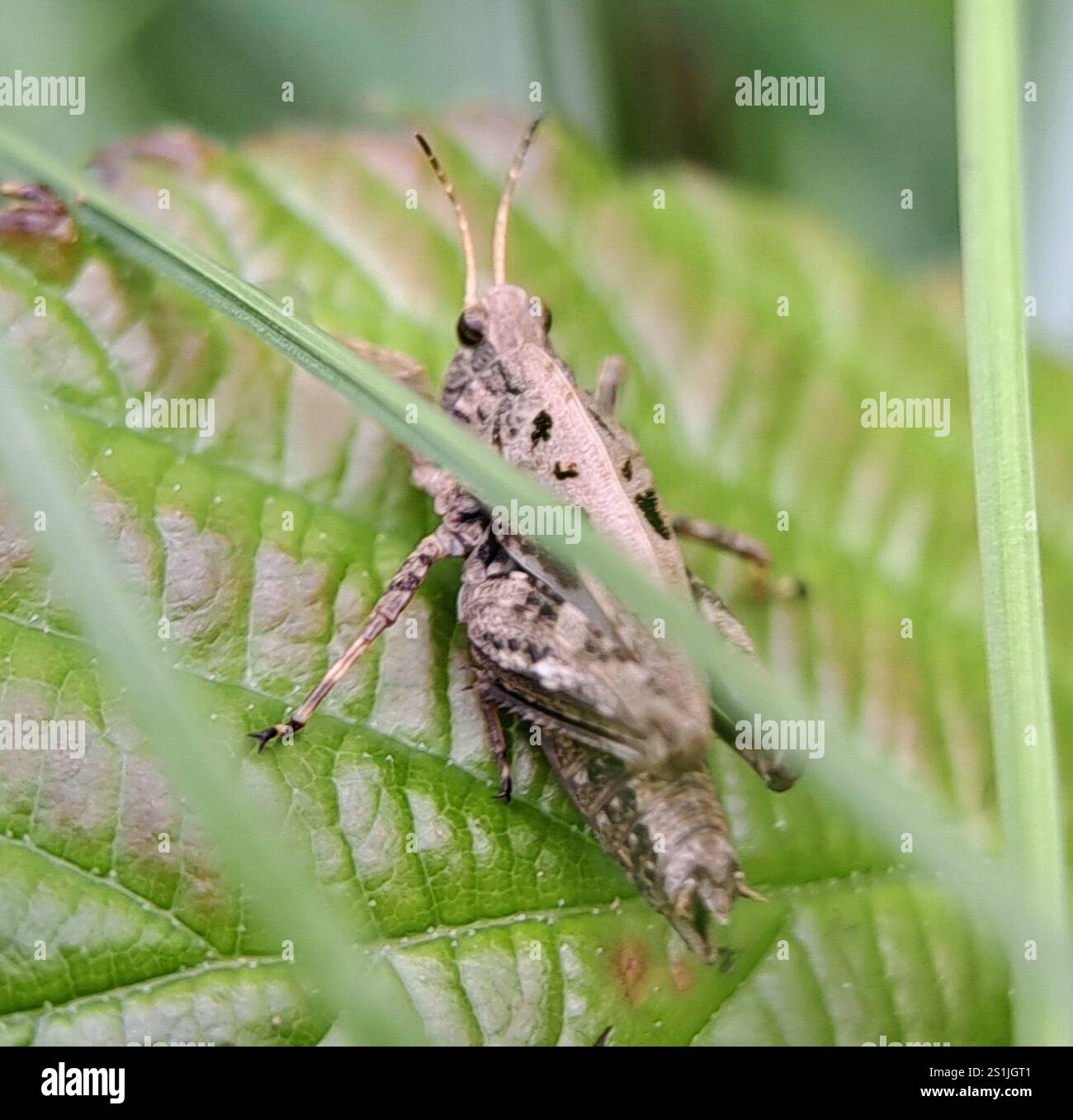 Common Groundhopper (Tetrix undulata Stock Photo - Alamy
