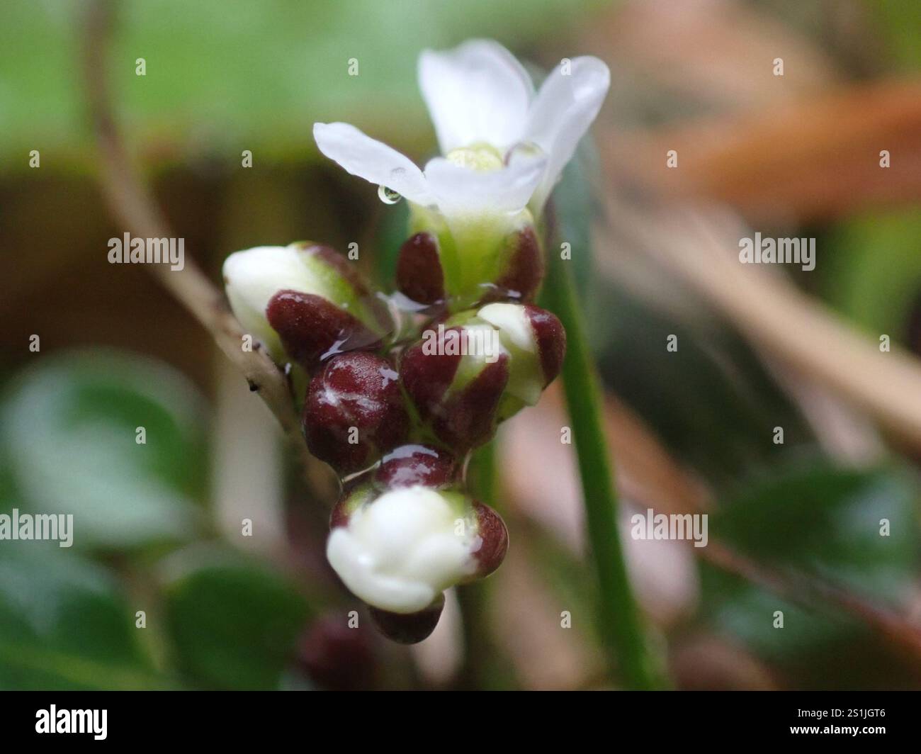 alpine bittercress (Cardamine bellidifolia Stock Photo - Alamy