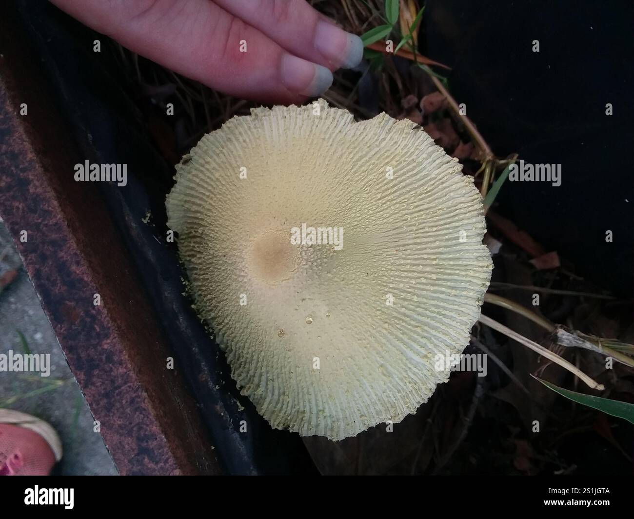 flowerpot parasol (Leucocoprinus birnbaumii Stock Photo - Alamy