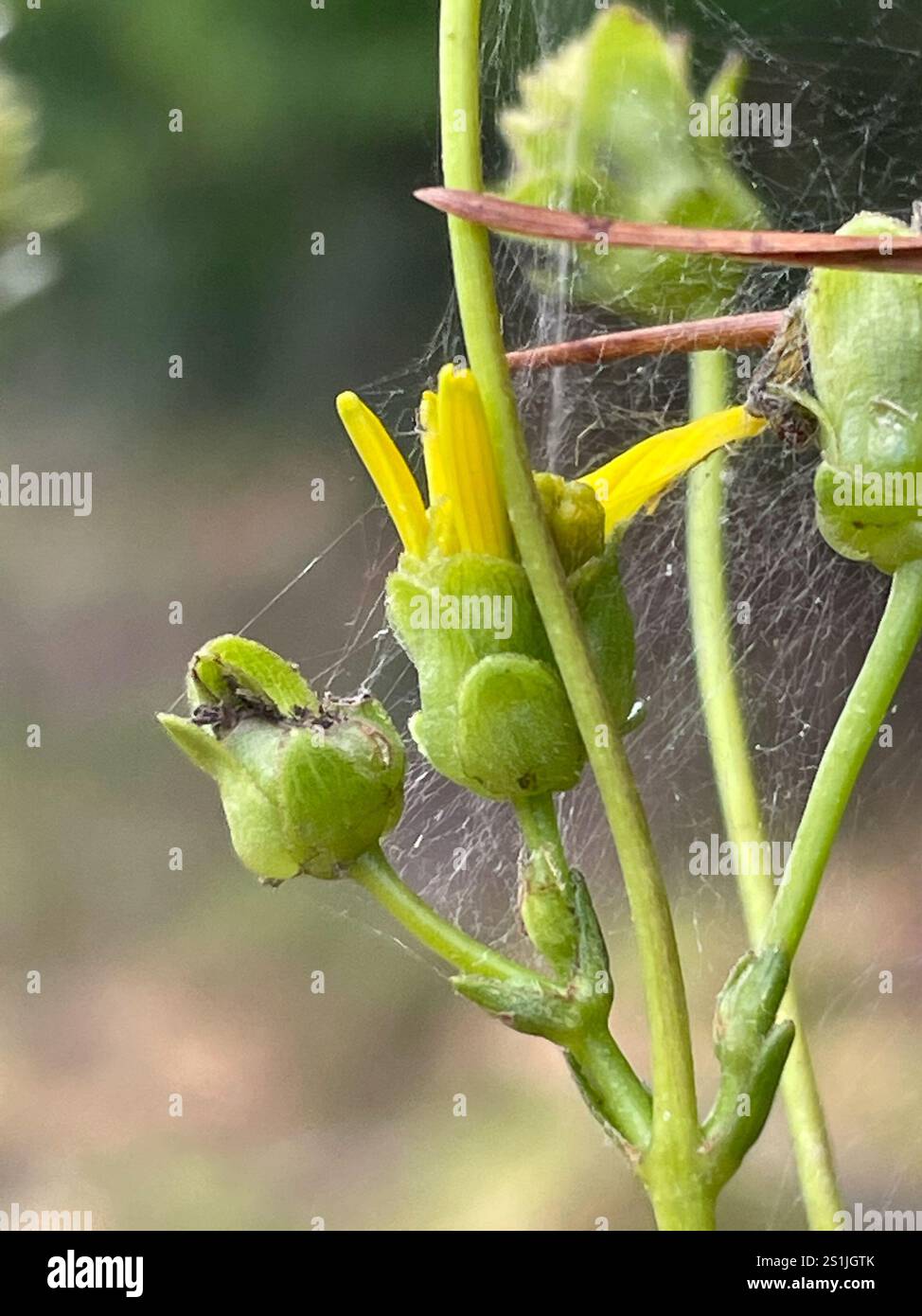 Kidney-leaf Rosinweed (Silphium compositum Stock Photo - Alamy