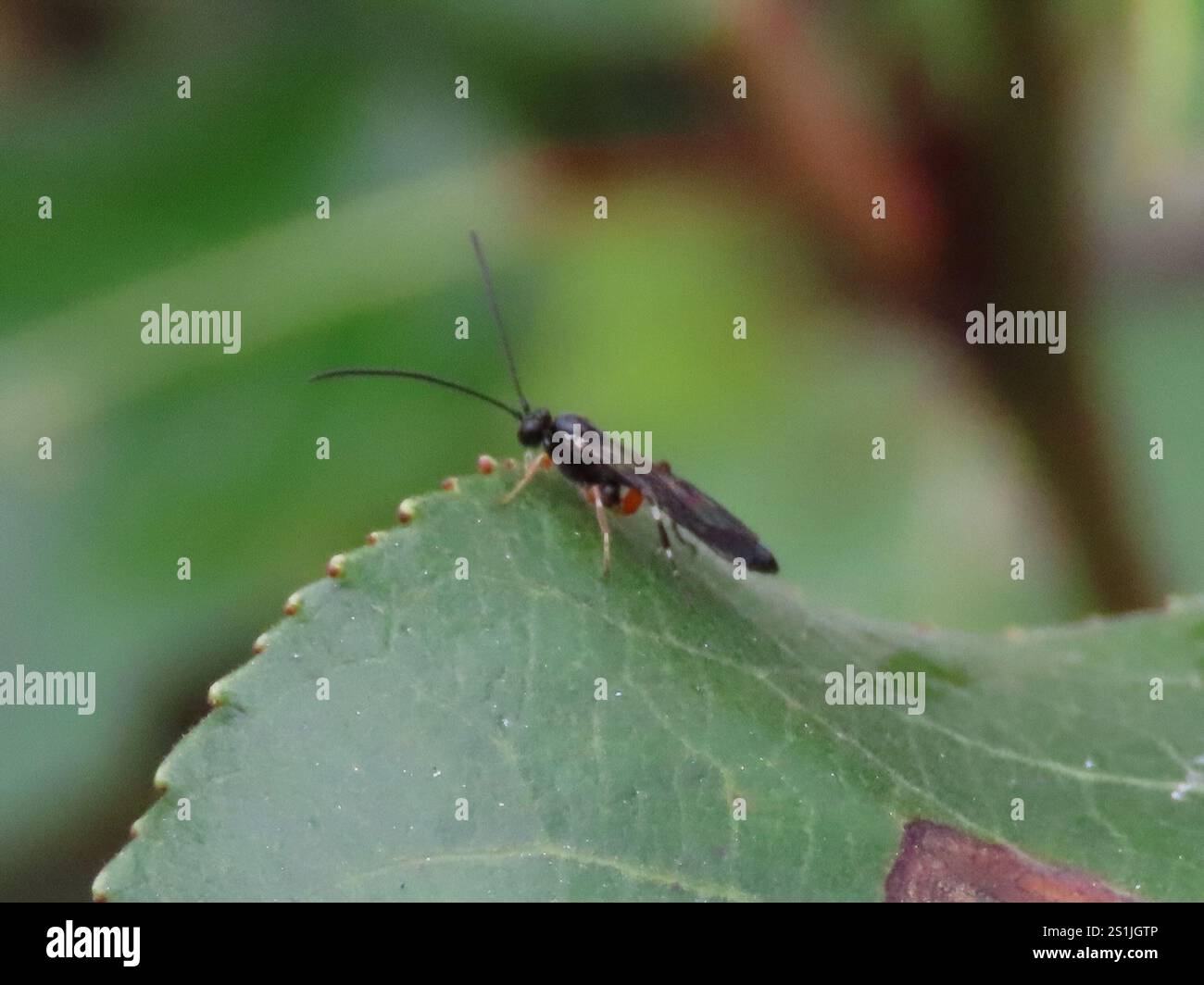 Ichneumonid and Braconid Wasps (Ichneumonoidea Stock Photo - Alamy