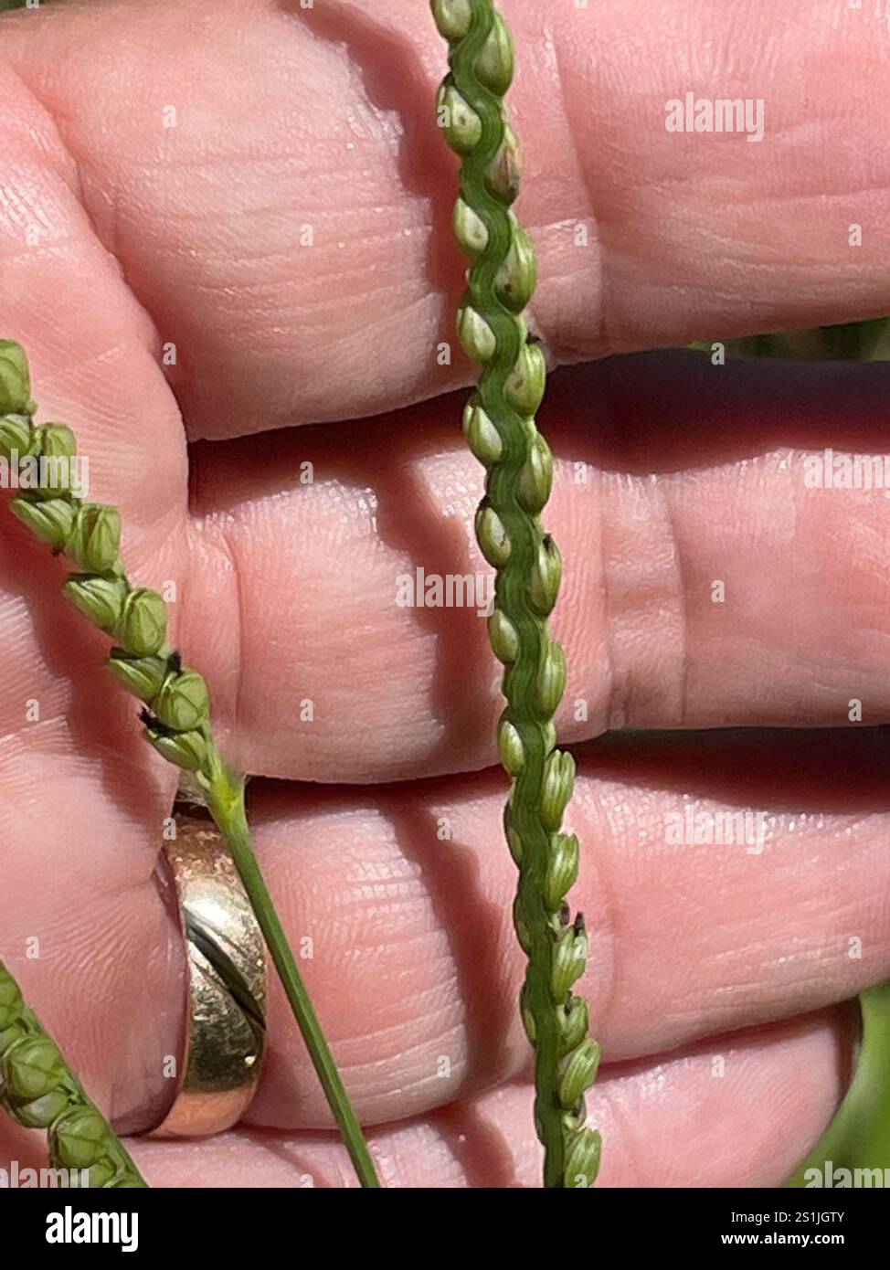 Florida paspalum (Paspalum floridanum Stock Photo - Alamy